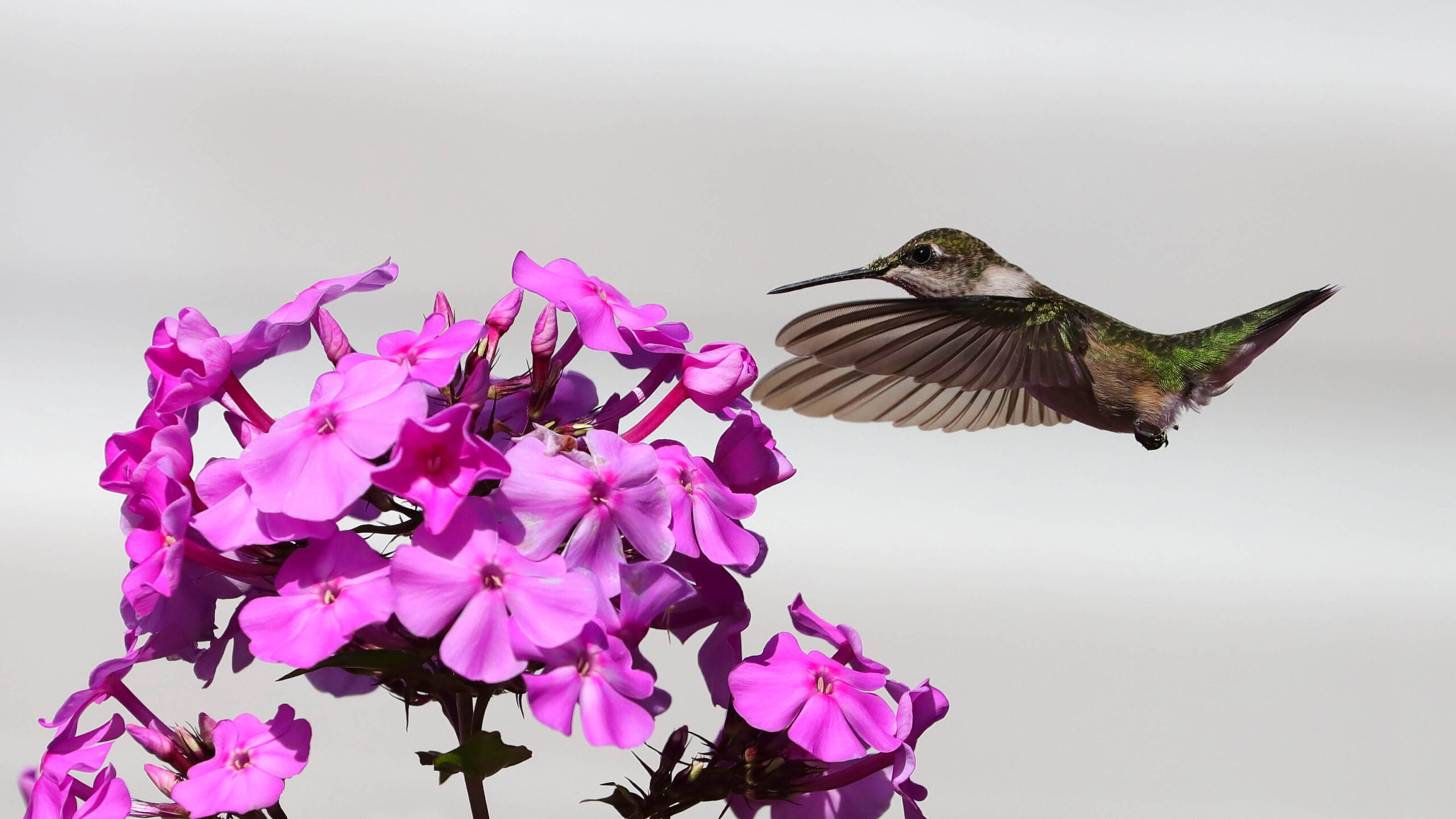 Busy bird | News, Sports, Jobs - Adirondack Daily Enterprise